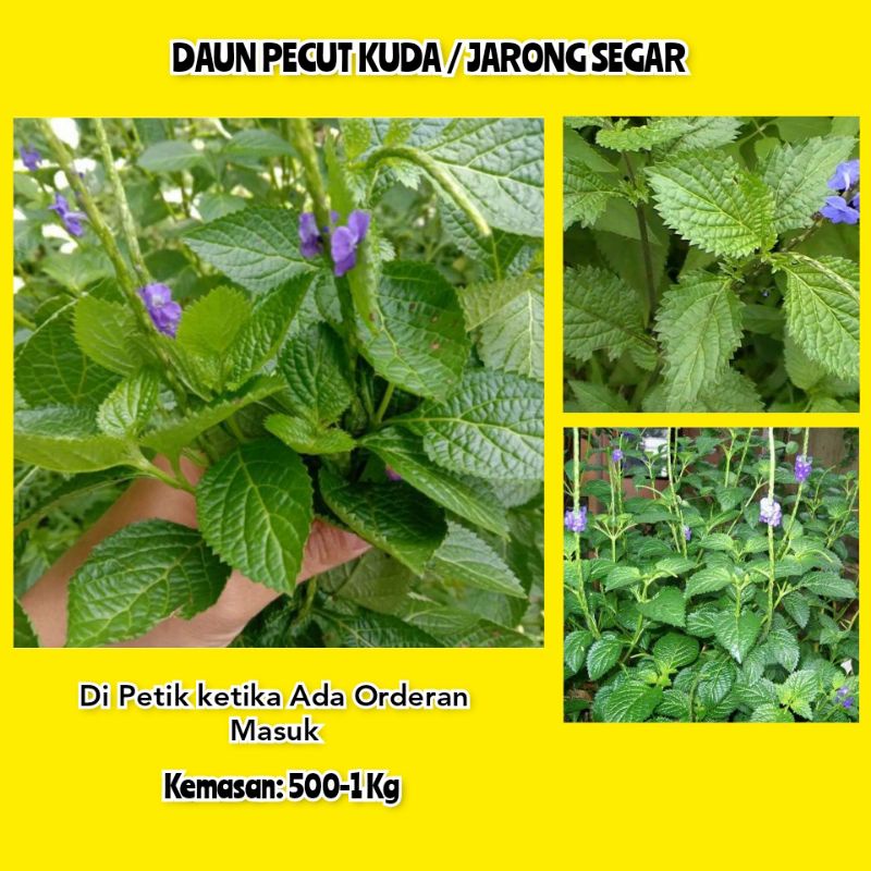 Jual DAUN PECUT KUDA FRESH SEGAR OBAT HERBAL 1 KG | Shopee Indonesia