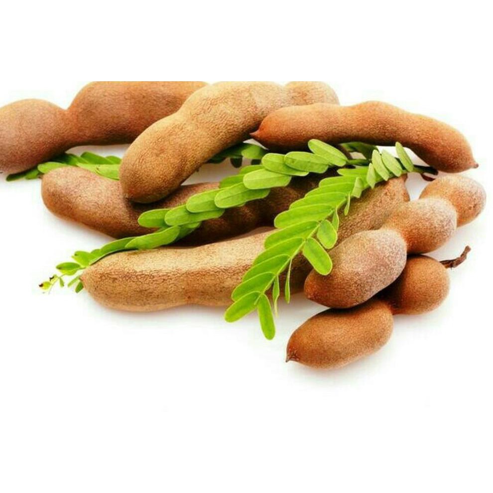 Jual 10 benih biji asam sweet tamarind thailand | Shopee Indonesia