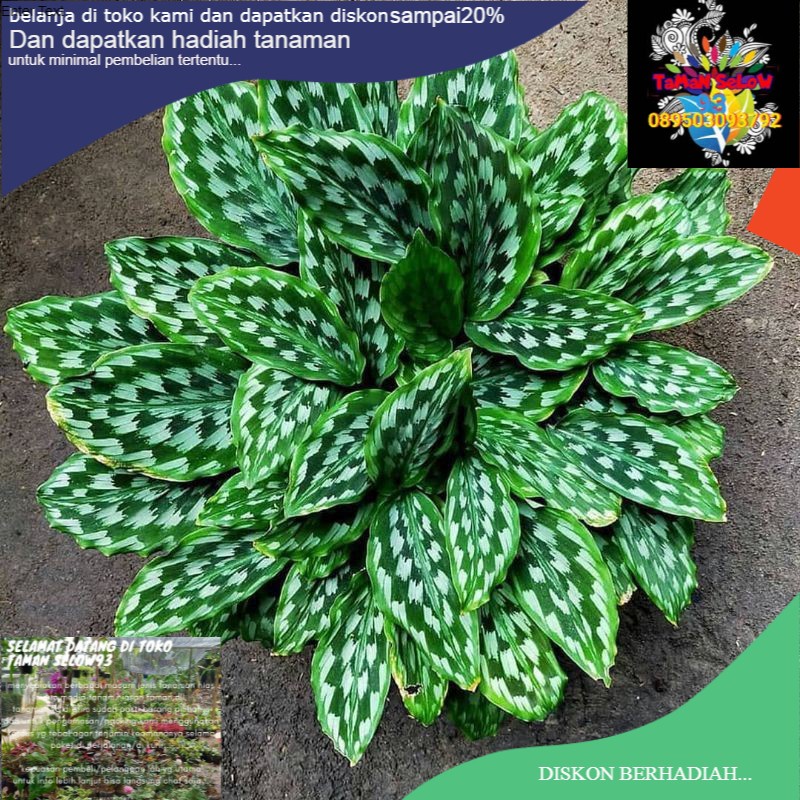 Jual pohon merak-tanaman merak asli (beli 5 gratis 1) | Shopee Indonesia