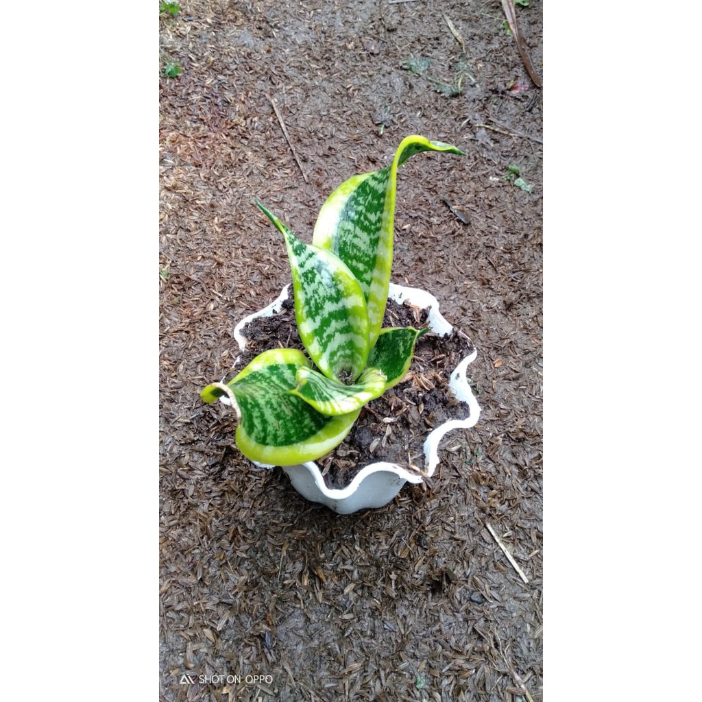 Jual Sansevieria Twister Tsunami atau Lidah Mertua - Tanaman Hias ...