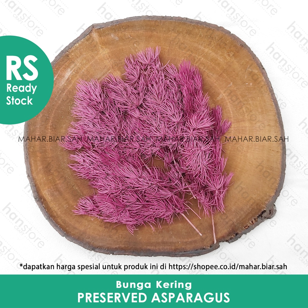 Jual RS 5 Gram Preserved Asparagus / Asparagus Bintang / Asparagus ...