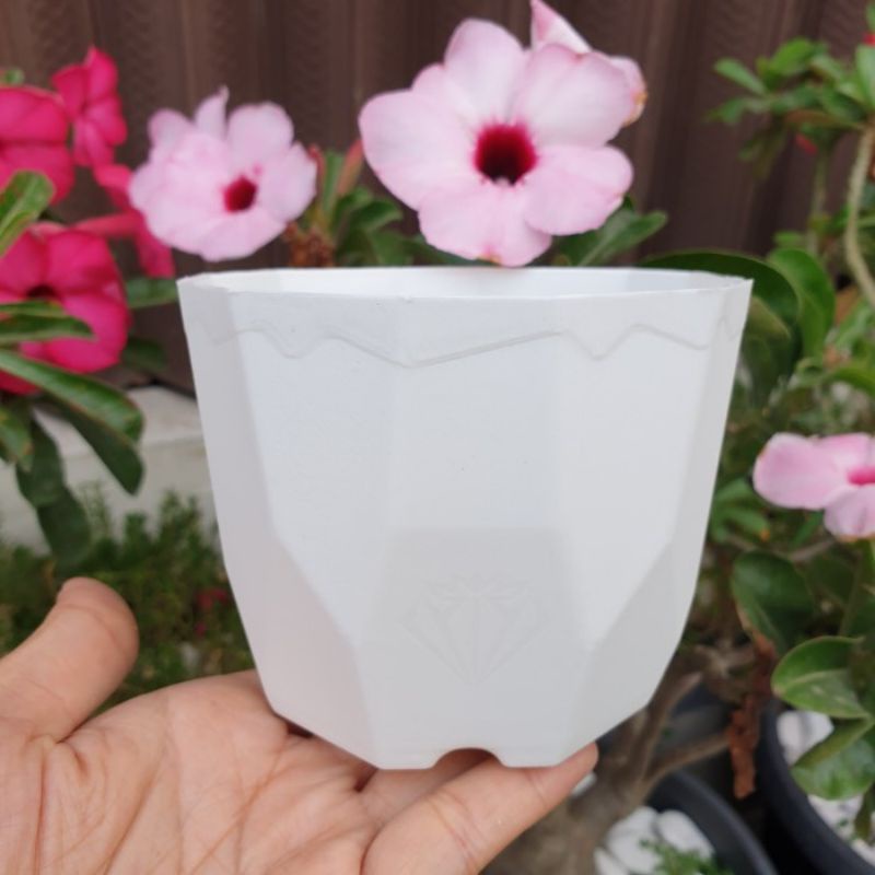 Jual Pot Permata Putih 8 cm Pot Bunga Kaktus Sukulen Pot Mini 8 cm ...