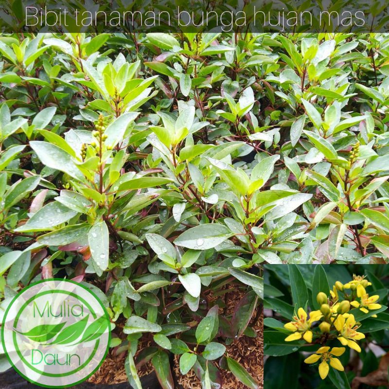 Jual Bibit tanaman hias hujan mas/Pohon bunga hujan emas/Gold shower ...