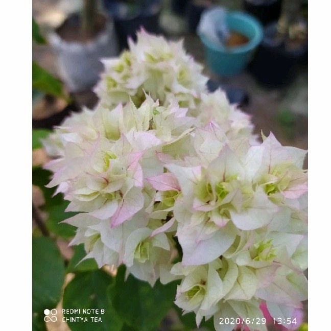 Jual BIBIT TANAMAN HIAS BUGENVIL BUNGA KERTAS//WHITENING - Bougenville ...
