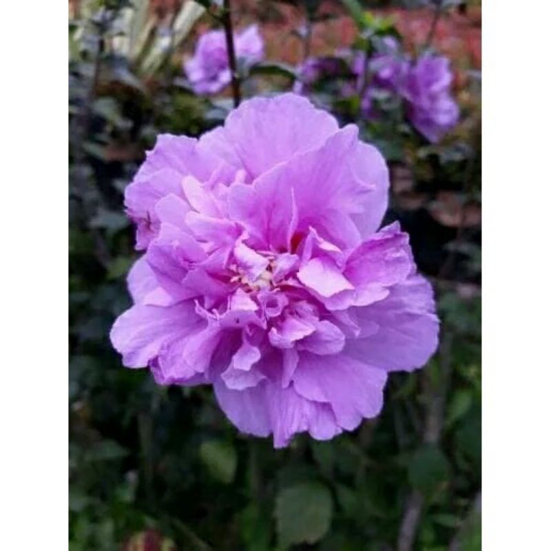 Jual Tanaman bunga sepatu ungu tumpuk | Shopee Indonesia