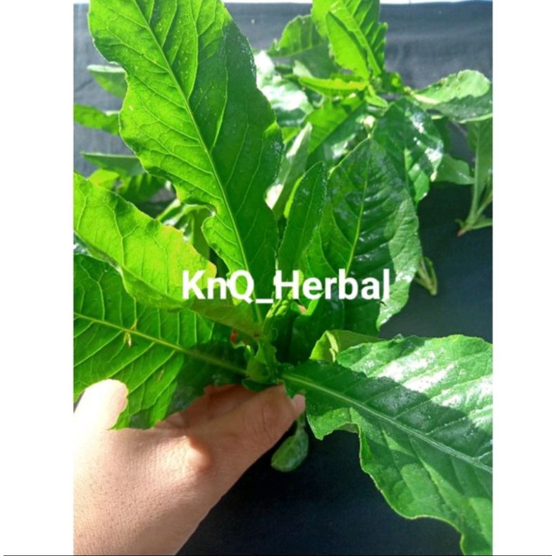Jual Daun Tapak Liman Asli Segar 1Kg Organik | Shopee Indonesia