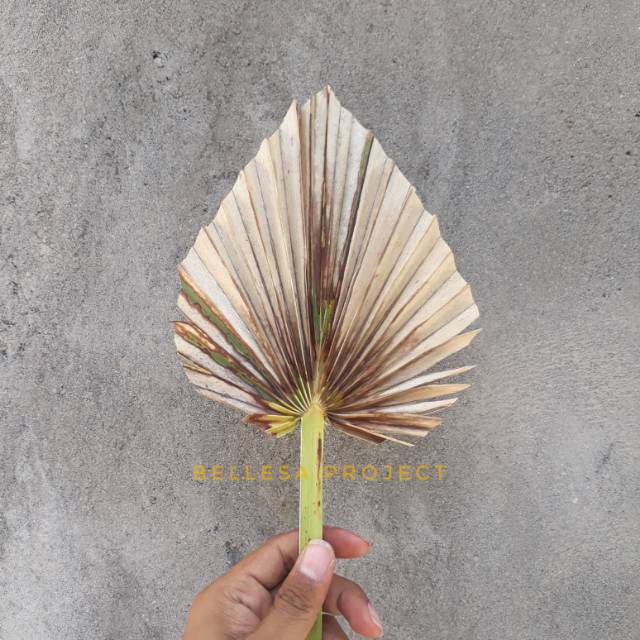 Jual Daun Siwalan Kering 10-15 cm / Daun Palem Kering / Dried Palm Leaf ...