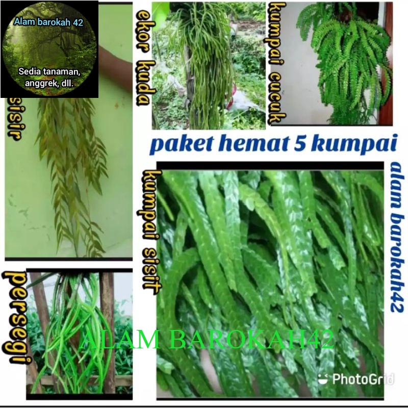 Jual Paket hemat kumpai 5 jenis (kumpai sesuai gambar) | Shopee Indonesia