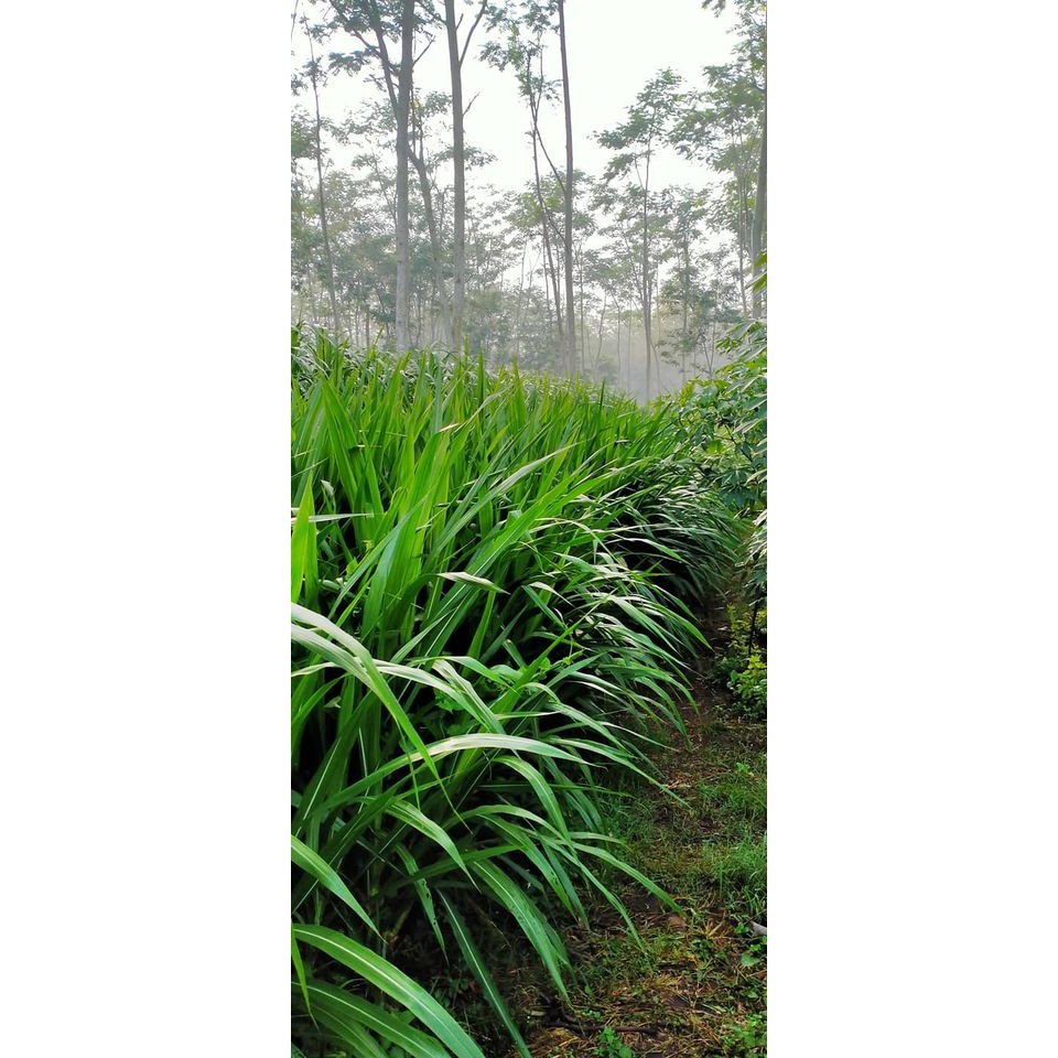 Jual Bibit Benih Rumput Suket Odot Biasa Dan Super Pakchong Red Napier ...
