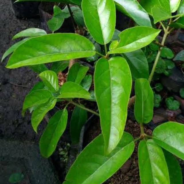 Jual TERBARU Bibit Cincau Hijau Pohon Cincau Hijau Perdu Pohon Daun ...