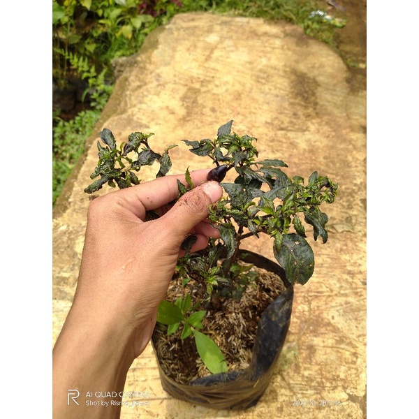 Jual POHON CABE UNGU / TANAMAN CABAI UNGU | Shopee Indonesia