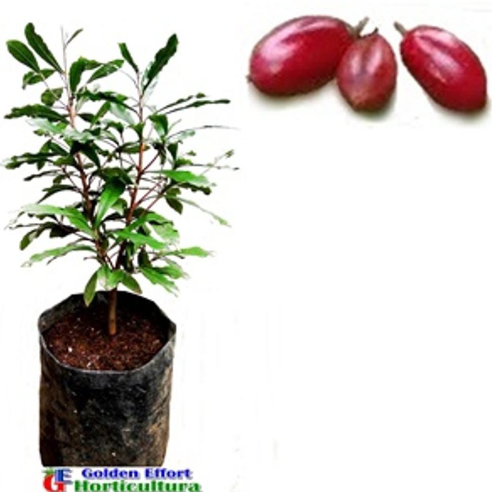 Jual Bibit Tanaman Miracle Fruit Buah Ajaib 30Cm $_$ | Shopee Indonesia