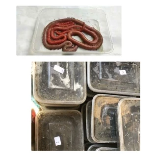 Jual cacing nipah Harga Terbaik & Termurah Juni 2024 | Shopee Indonesia