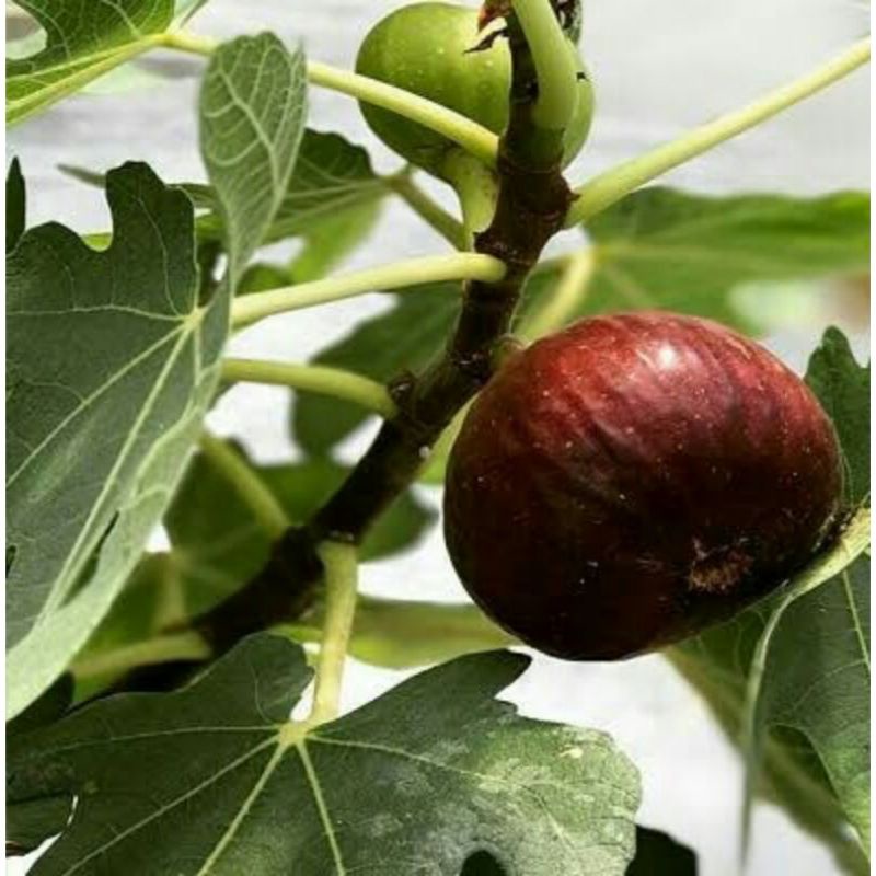 Jual Bibit tin/bibit buah tin jenis TEXAS EVERBEARING - jenis buah tin ... Jual Bibit tin/bibit buah tin jenis TEXAS EVERBEARING - jenis buah tin ...