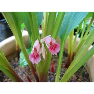 Jual pohon temu kunci Harga Terbaik & Termurah Mei 2024 | Shopee Indonesia