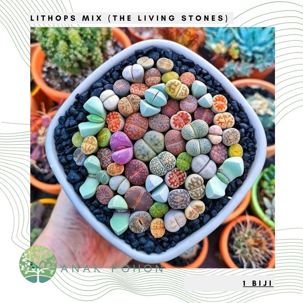 Jual Benih Bibit Biji - Lithops Mix Si Batu Hidup The Living Stone ...