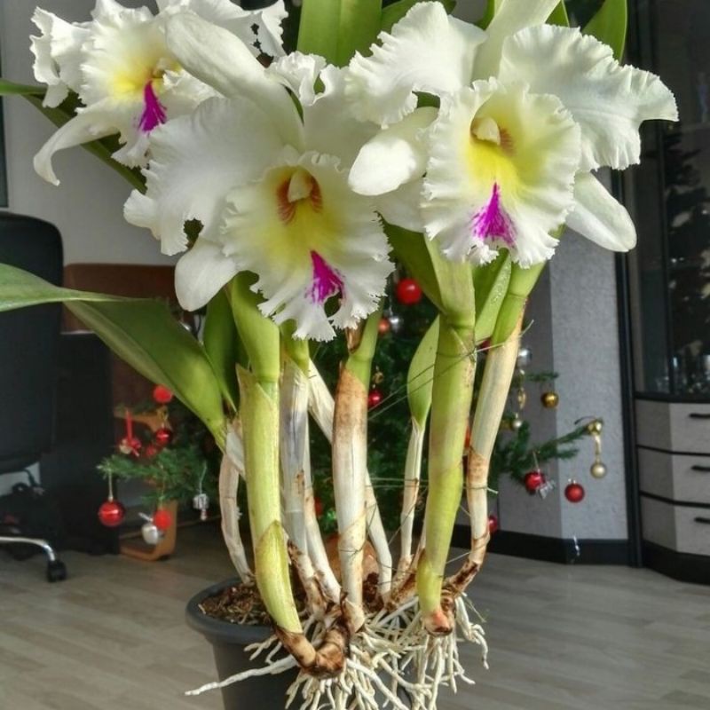 Jual tanaman hias anggrek dendrobium bunga pink purple | Shopee Indonesia