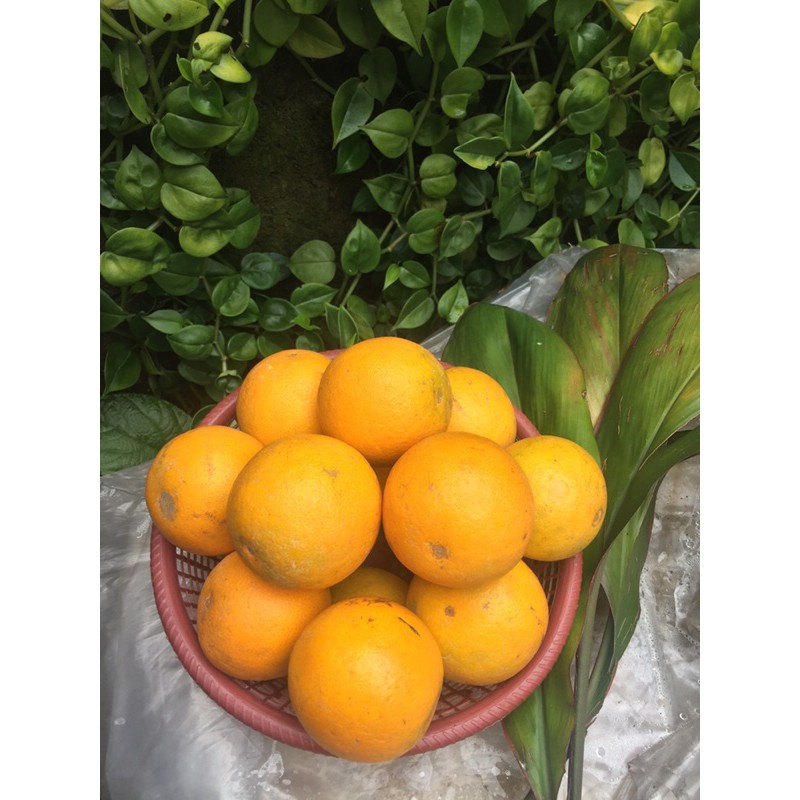 Jual Jeruk Baby Java/ Jeruk Baby / Jeruk MPASI Grade A Premium (1KG 5 ...