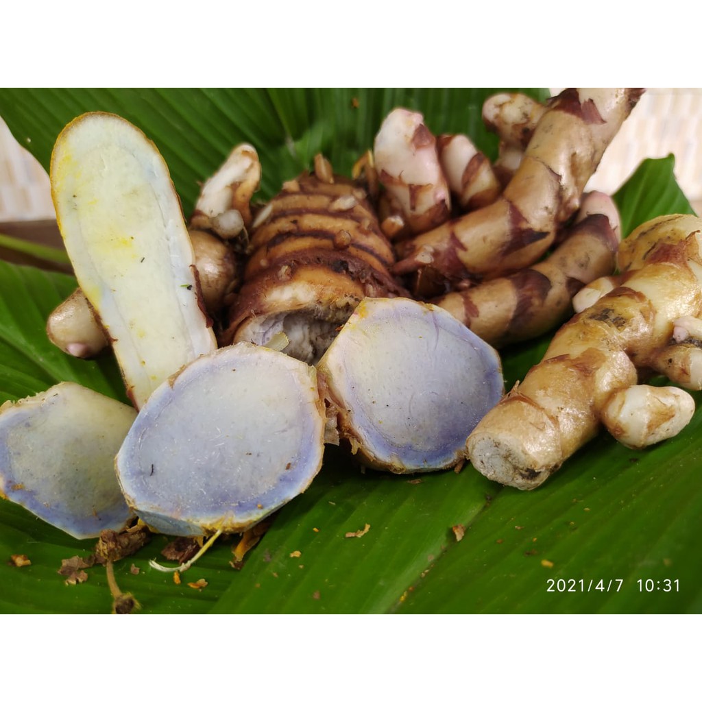 Jual Temu Hitam Segar Alami 1Kg Temu Ireng/Curcuma Aeruginosa | Shopee ...