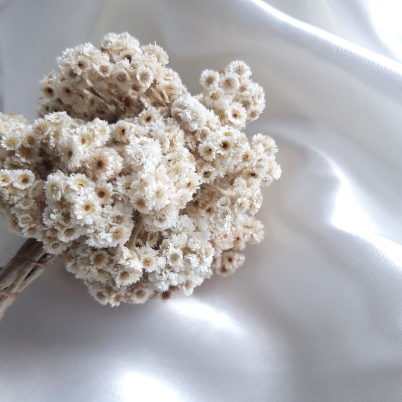 Jual Bunga abadi 1 ikat (10 tangkai) | Shopee Indonesia