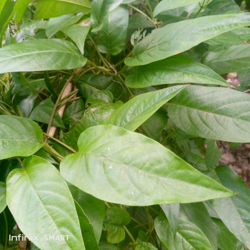 Jual daun simbukan atau kahitutan segar 1 kg | Shopee Indonesia