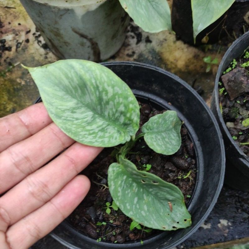 Jual Homalomena silver army | Shopee Indonesia