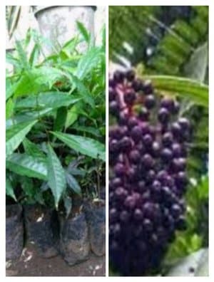 Jual bibit genitri atau Jenitri | Shopee Indonesia
