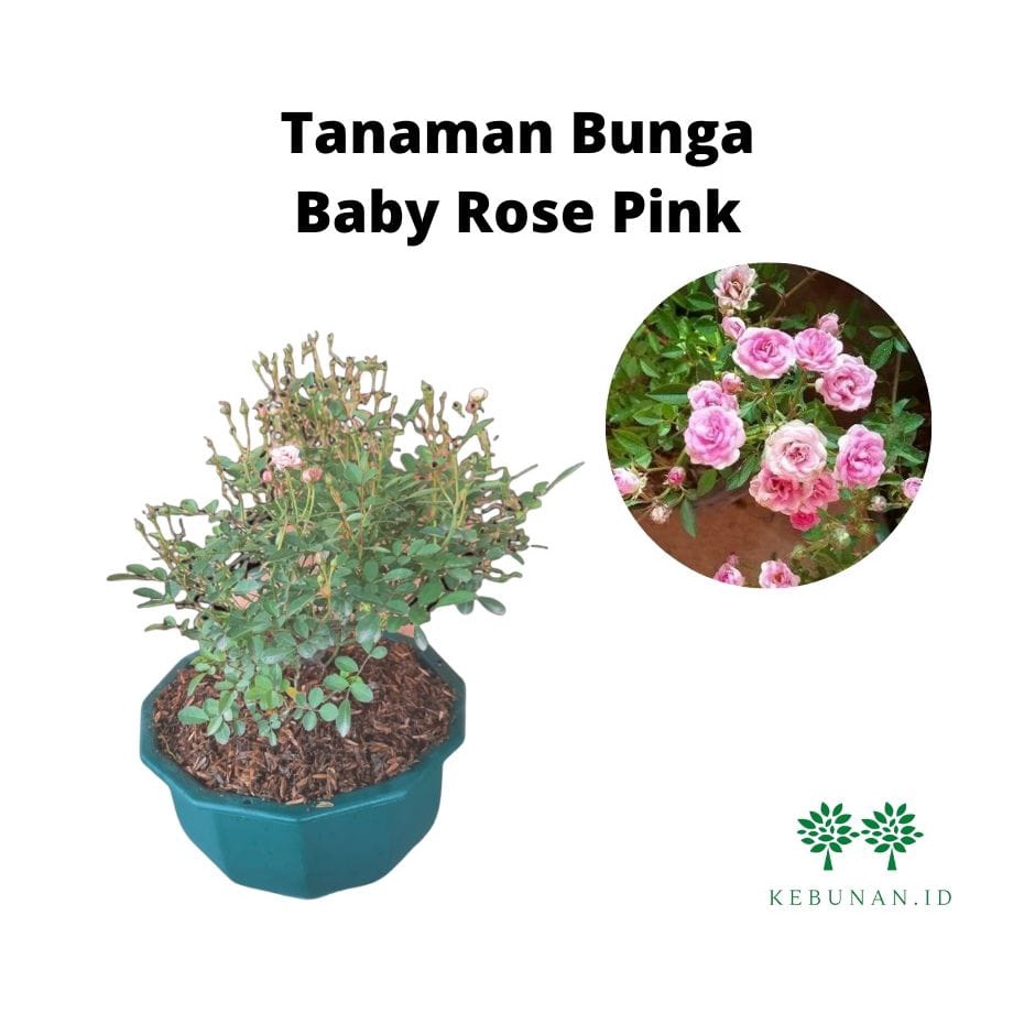 Jual Tanaman Bunga Baby Rose Pink Ukuran Kecil Sudah Berbunga | Shopee ...
