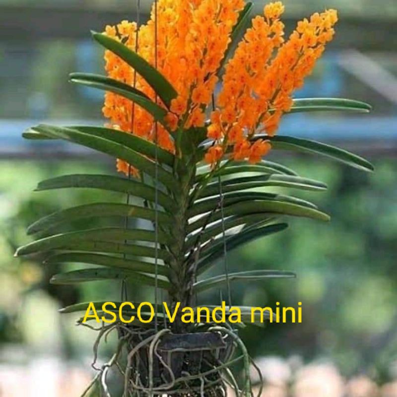 Jual PROMO - PLANT DEWASA - ANGGREK ASCOCENTRUM MINIATA - VANDA MINI ...