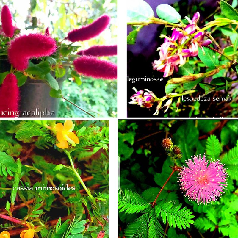 Jual Tanaman Bunga Putri Malu Rendet Dukut Jarem Ekor Kucing gantung ...