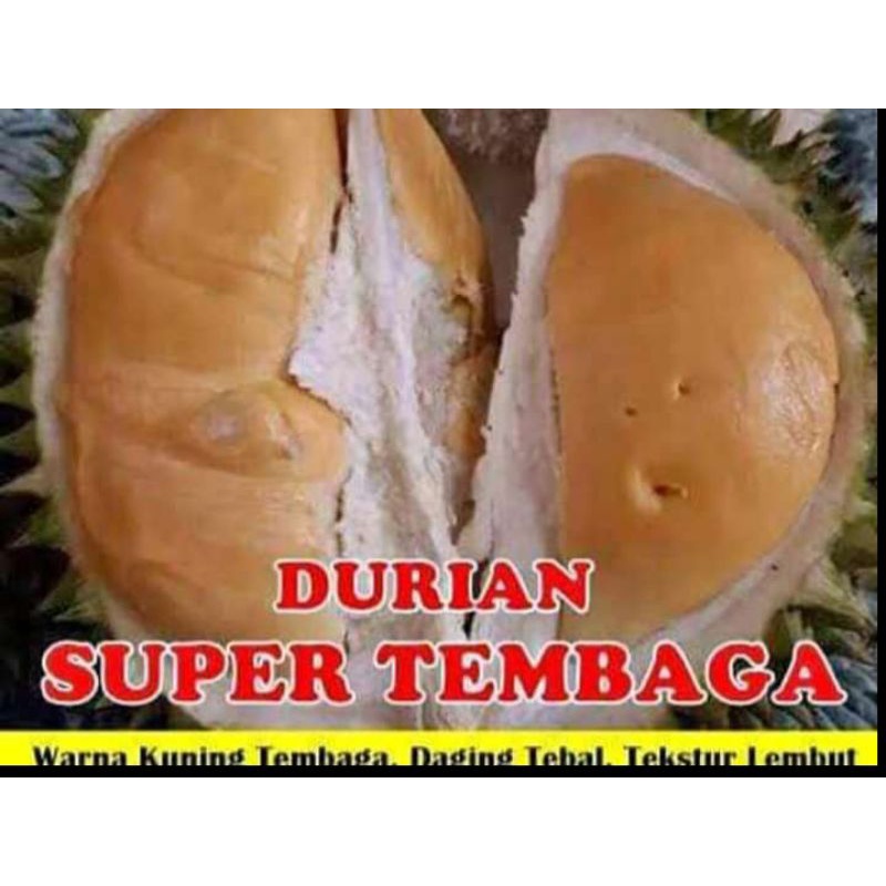 Jual BIBIT DURIAN SUPER TEMBAGA UNGGUL | Shopee Indonesia
