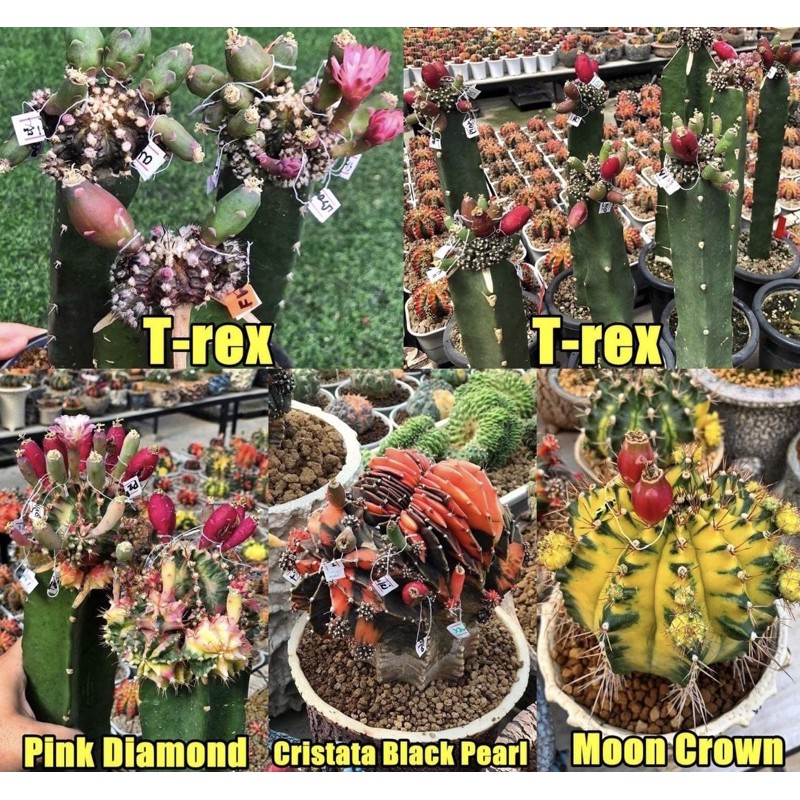 Jual Gymno Mihanovichii T-rex X Gymno Miha Pink Diamond+Moon Crown ...