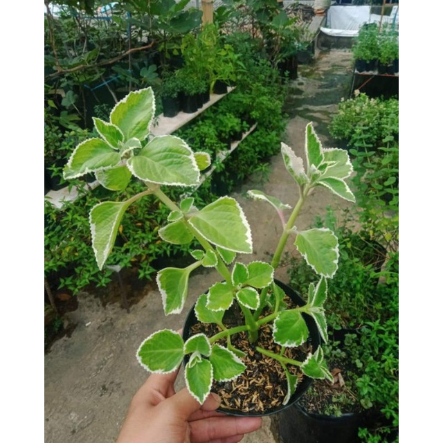 Jual BIBIT DAUN JINTEN VARIGATA / BANGUN BANGUN TORBANGUN | Shopee ...