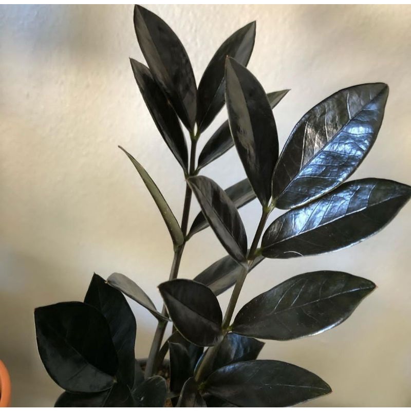 Jual Zamia black /ZZRAVENBLACK/ Zamiaculcaszamiifoliaravenblack ...