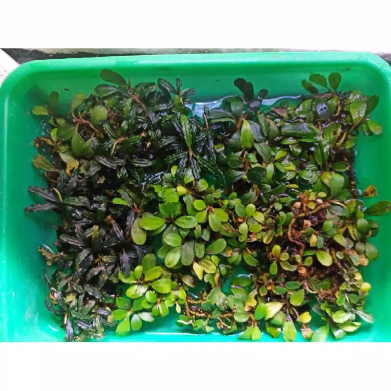 Jual buce mini // catreen // theia green // phantom // tanaman air solo ...