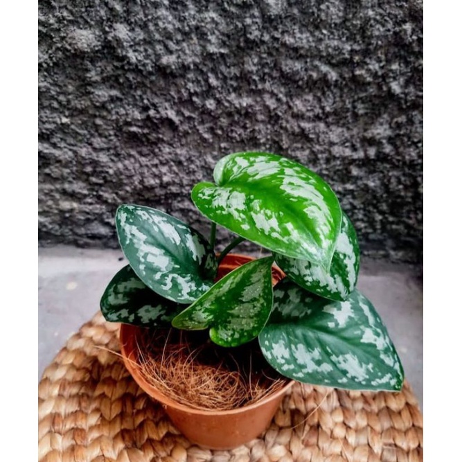 Jual Scindapsus Exotica sp borneo original | Shopee Indonesia