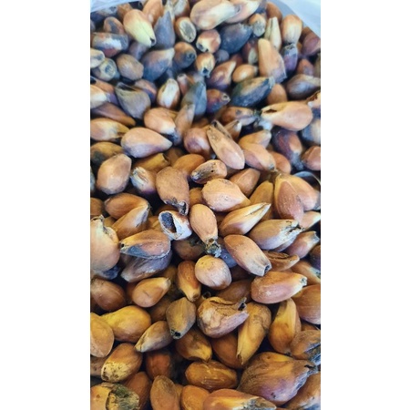 Jual Benih biji Tanaman Pohon Gmelina-jati putih 100gr /benih bibit ...