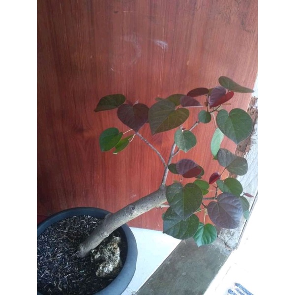 Jual BONSAI WARU MERAH WULUNG DARI CANGKOK | Shopee Indonesia