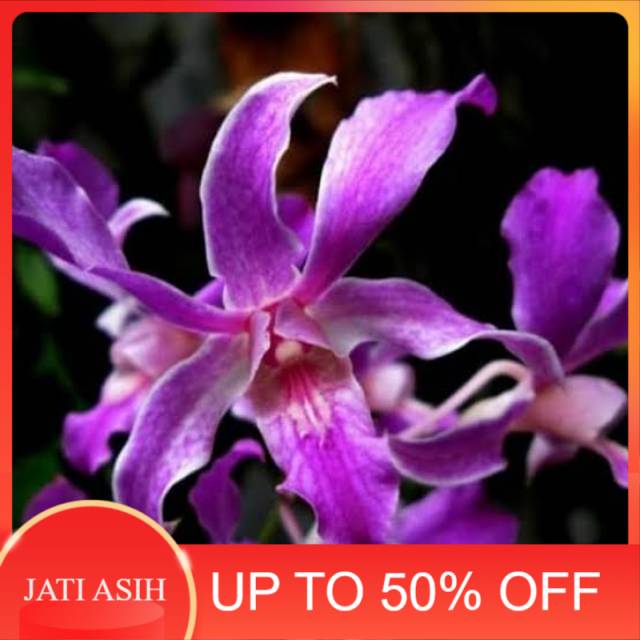 Jual anggrek dendrobium superbiens superbin superbien | Shopee Indonesia
