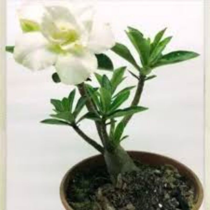 Jual adenium Kamboja indah-tanaman hias kamboja adenium | Shopee Indonesia
