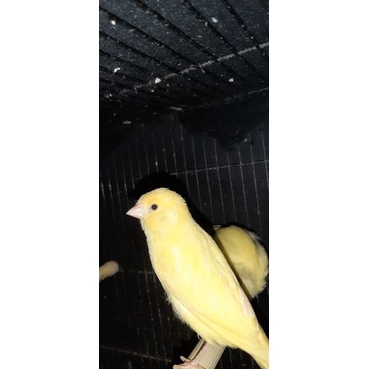 Jual Jual Burung Kenari Kuning / Oren Orens Orange Dijamin Jantan Udah ...