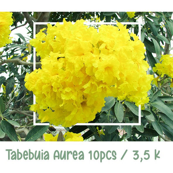 Jual Seeds Biji benih Bunga Tabebuia Aurea 10pcs | Shopee Indonesia