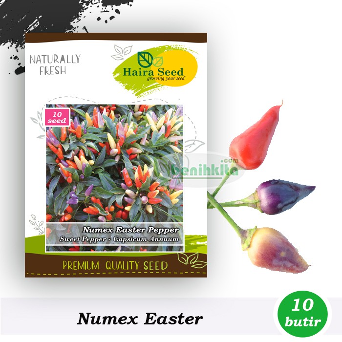 Jual Benih-Bibit Cabe Hias Pelangi Numex Easter (Haira Seed) | Shopee ...