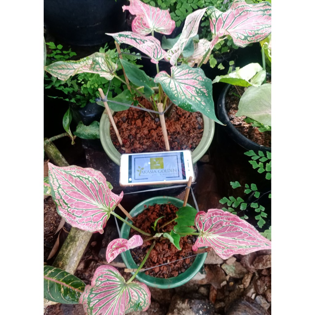 Jual Caladium Wayang /Keladi Wayang Merah Bercorak | Shopee Indonesia