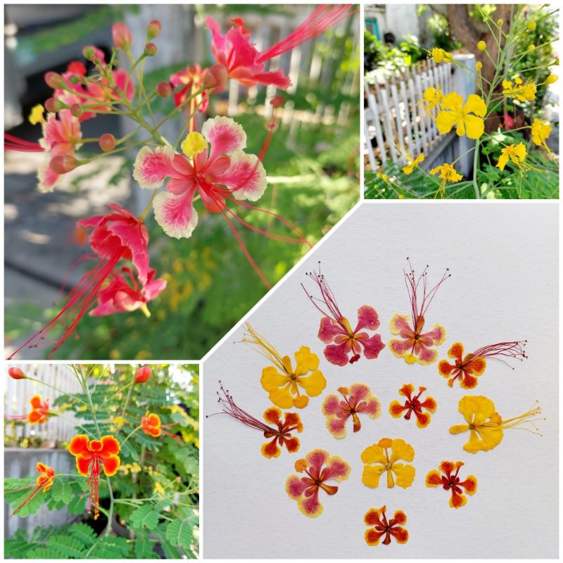 Jual Kembang Merak - Pressed and dried flower - Dried Flower - Bunga ...