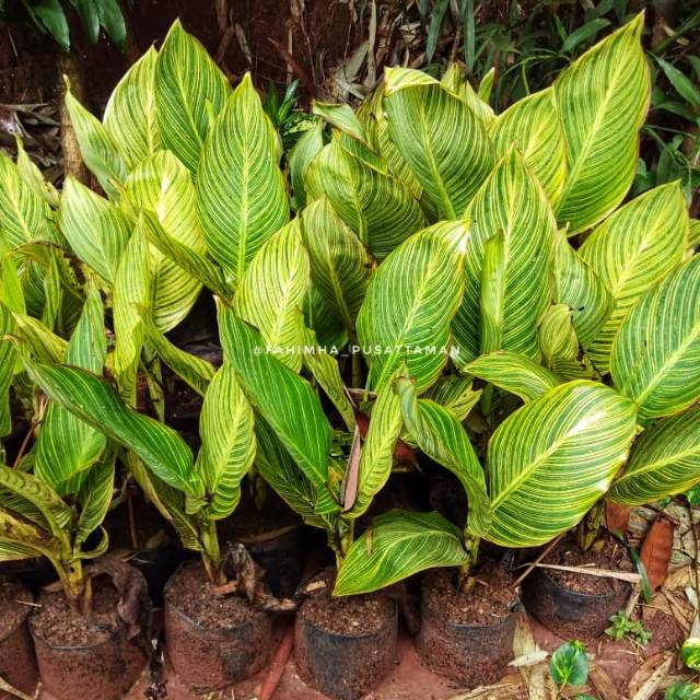Jual Tanaman Bunga Kana Varigata Kana Variegata | Shopee Indonesia