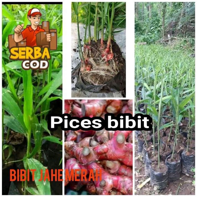 Jual bibit jahe merah unggulan siyap tanam | Shopee Indonesia
