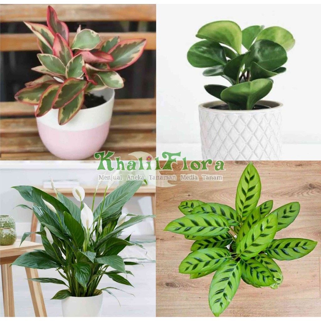 Jual Paket Tanaman Hias Peace Lily / Tanaman Bunga Hidup/ 4 Tanaman ...