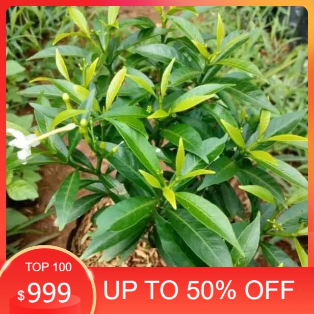 Jual tanaman rembosa mini .bunga putih | Shopee Indonesia