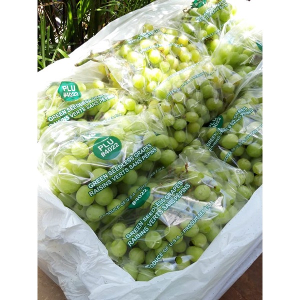 Jual anggur ivory seedless USA (green grapes) | Shopee Indonesia